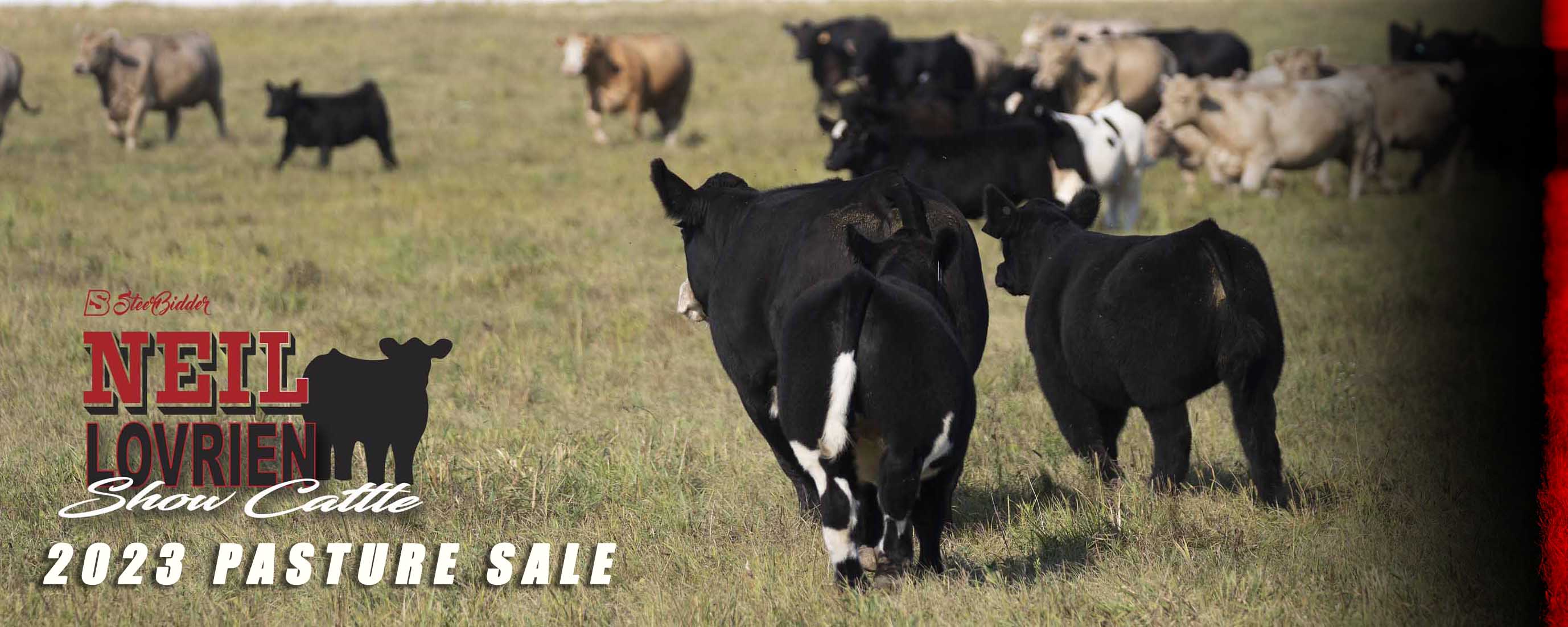 neil-2023-button-copy | SteerBidder