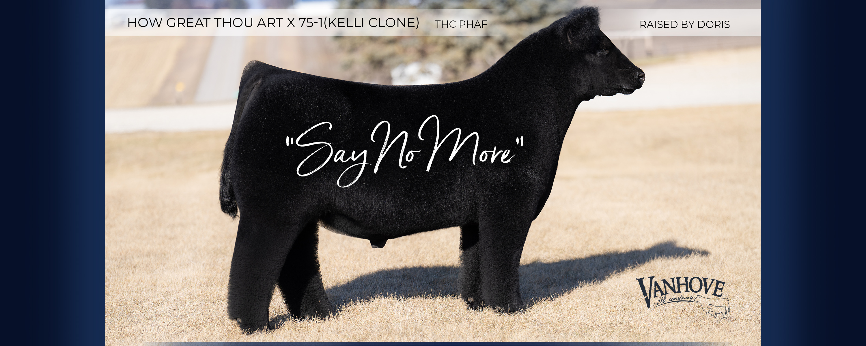 say no more button | SteerBidder