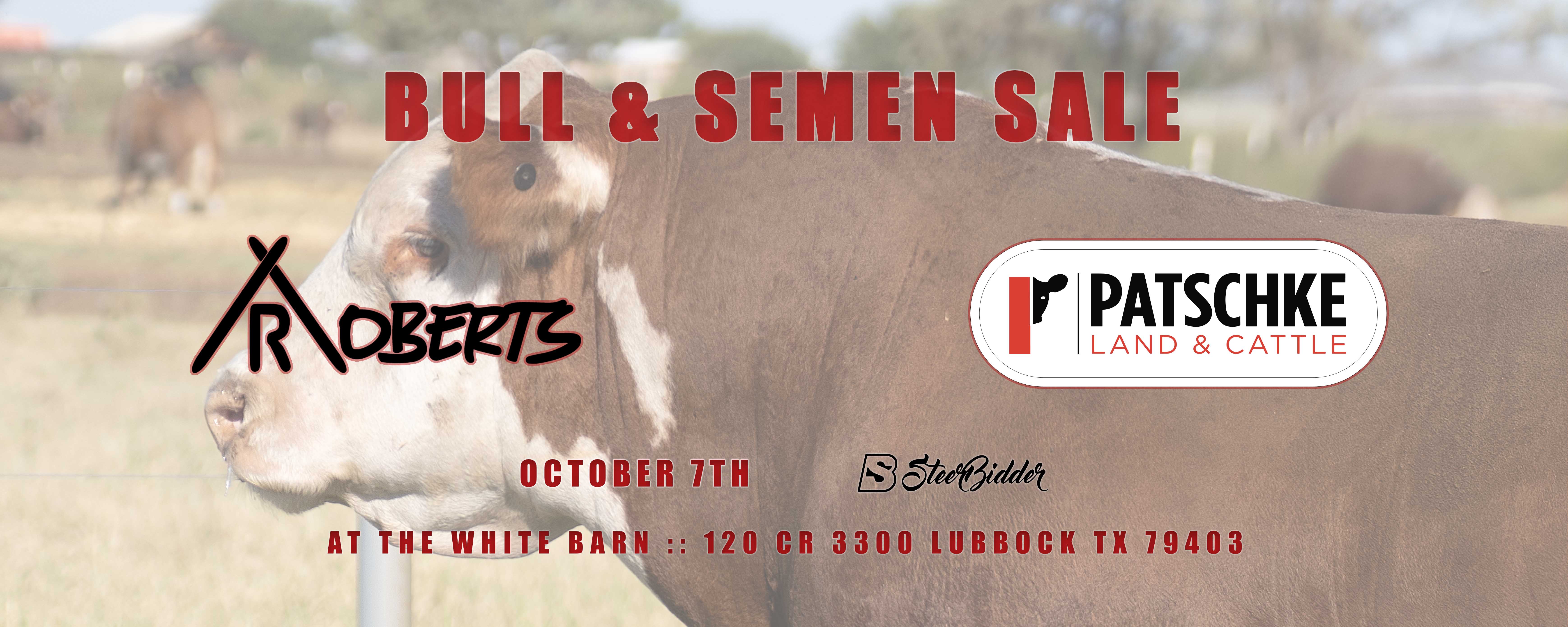 BULL BUTTON 2024 copy | SteerBidder
